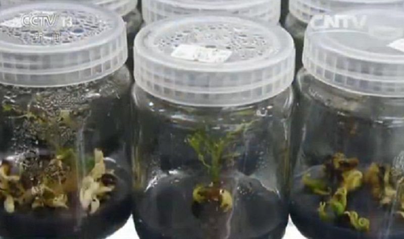 Chinese Scientists Grow World's First Mutant Mangoes From Space