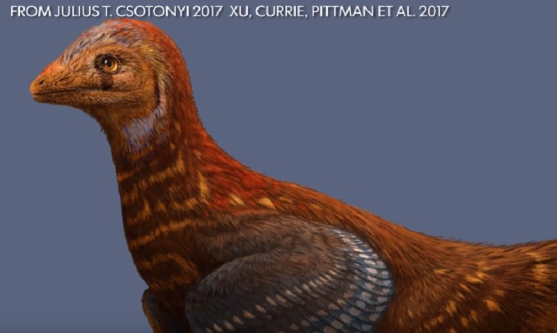 Scientists Discover New Chicken-like Dinosaur in China