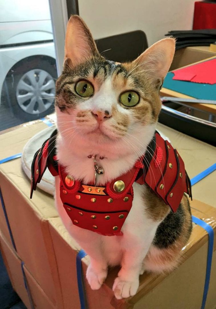 Japanese Company Makes Adorable Samurai Armor for Cats and Dogs ...