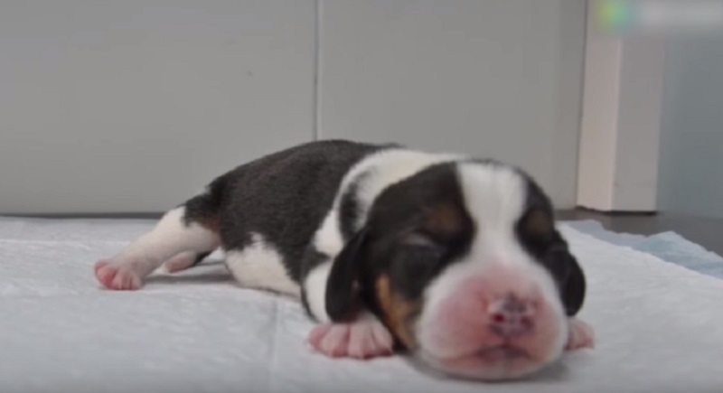 China Successfully Clones World's First Genetically Engineered Puppy ...