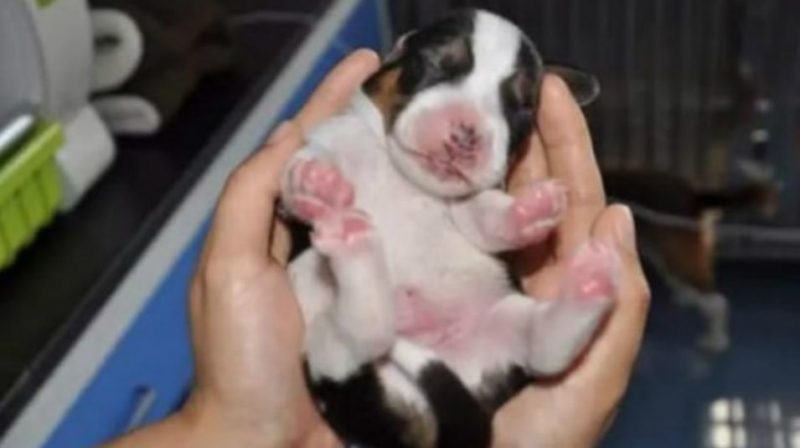 China Successfully Clones World’s First Genetically Engineered Puppy ...