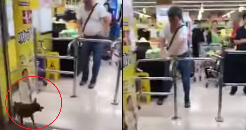 Hong Kong Netizens Outraged Over Video of Man Violently Kicking Dog in ...