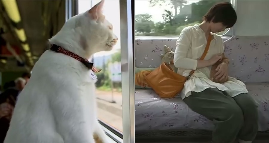 Japanese Railway Company Now Lets Cats Loose Aboard Moving Trains for ...