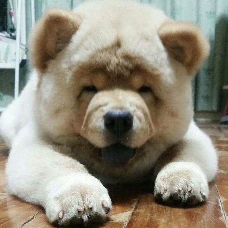 ‘Chubby’ Chow Chow Doggo in the Philippines Will Make Your Ruff Day ...