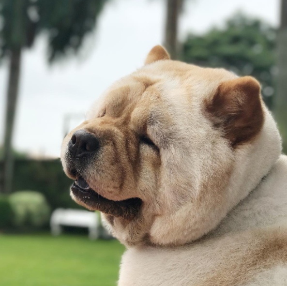 ‘Chubby’ Chow Chow Doggo in the Philippines Will Make Your Ruff Day ...