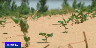 Chinese Scientists Develop Revolutionary Paste that Transforms Desert ...
