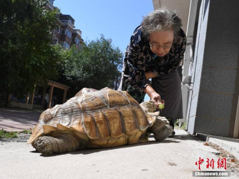 Chinese Granny Chilling in the Streets With Her Giant Tortoise is ...