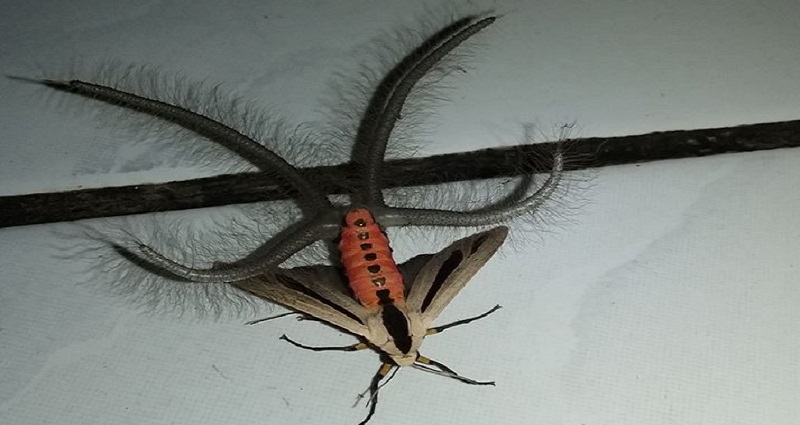 People are Freaking Out Over ‘Nightmare’ Moth Found in Indonesia ...
