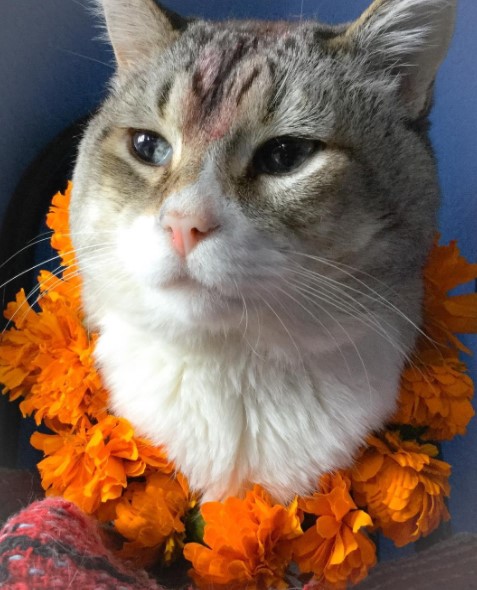 Nepalese Hindus Celebrate Dogs for Their Version of Diwali Called Kukur ...