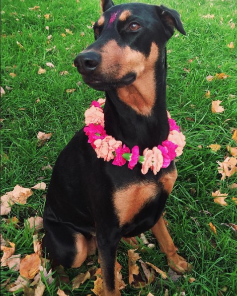 Nepalese Hindus Celebrate Dogs for Their Version of Diwali Called Kukur ...