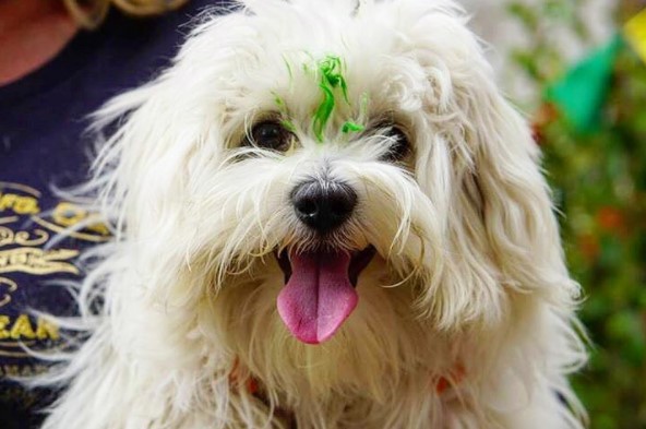 Nepalese Hindus Celebrate Dogs for Their Version of Diwali Called Kukur ...