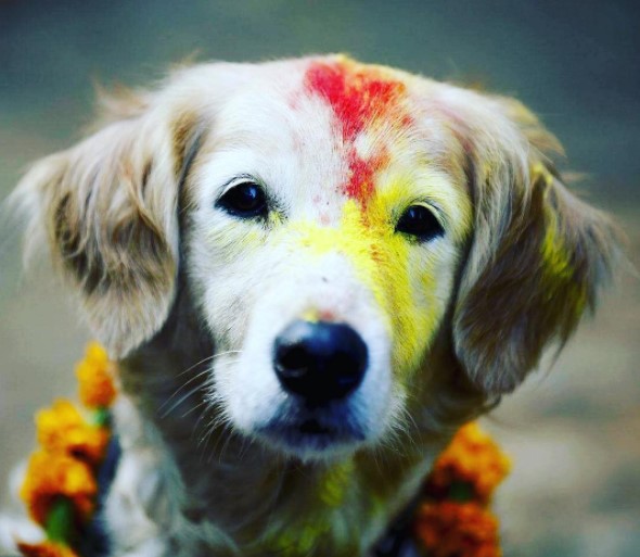 Nepalese Hindus Celebrate Dogs for Their Version of Diwali Called Kukur ...