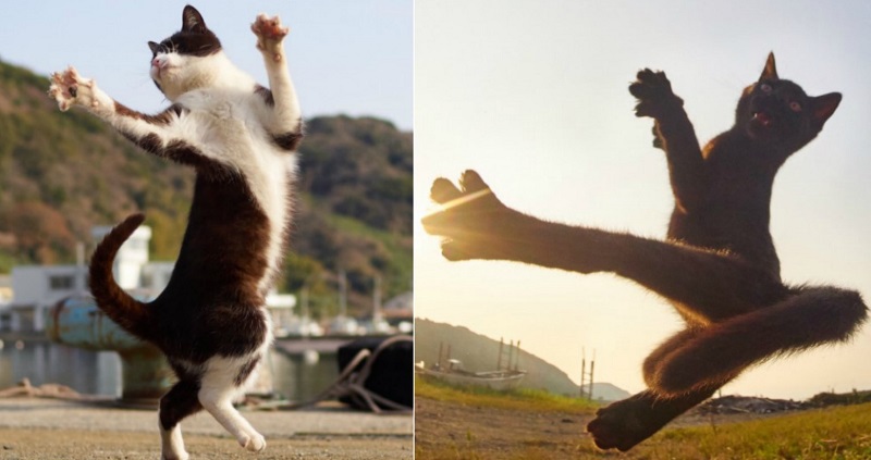 Japanese Photographer Captures the Purr-fect Moment Cats Become Ninjas