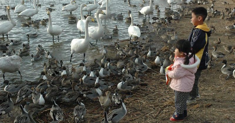 Deadly New Strain of Bird Flu in China Could Trigger Global Pandemic