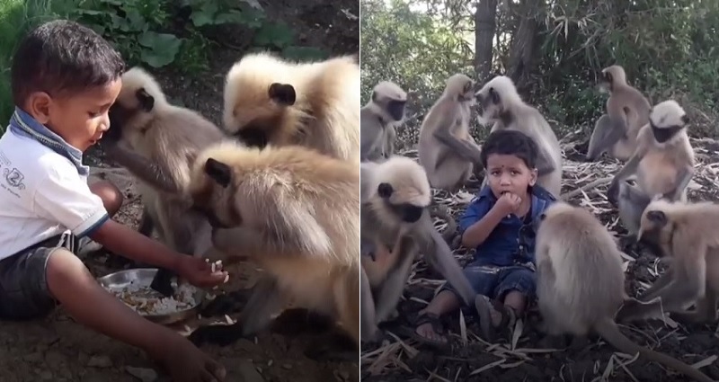 Indian Toddler Becomes Best Friends With Over a Dozen Monkeys, Baffles ...