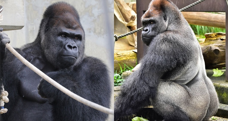 Japanese People Are Going Bananas Over This Extremely Photogenic ...