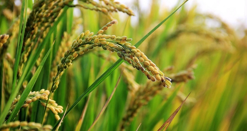 Genetically Modified Rice From China Receives U.S. FDA Approval