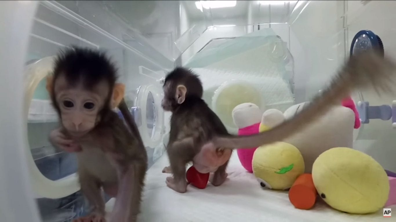 China Just Successfully Cloned a Monkey for the First Time in History ...