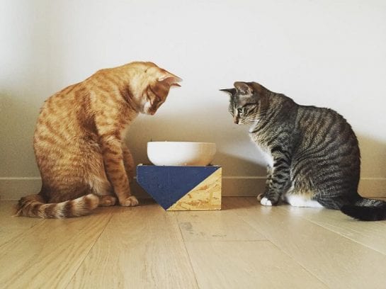 Taiwanese Couple Creates Awesome Cardboard Cat Forts That Cats Go Crazy ...