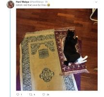 Malaysian Muslims Are Discovering Their Cats Really Love Their Own ...