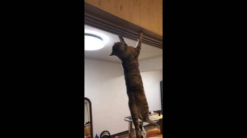 Cat That Can Do More Pull-Ups Than You Goes Viral in Japan | NextShark.com