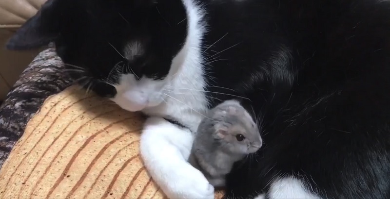 Japanese Cat Makes Friends With a Hamster and Suddenly Everything is ...