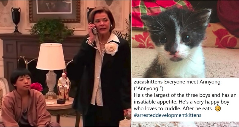People Are Offended After Instagrammer Names Kitten 'Annyong' from ...