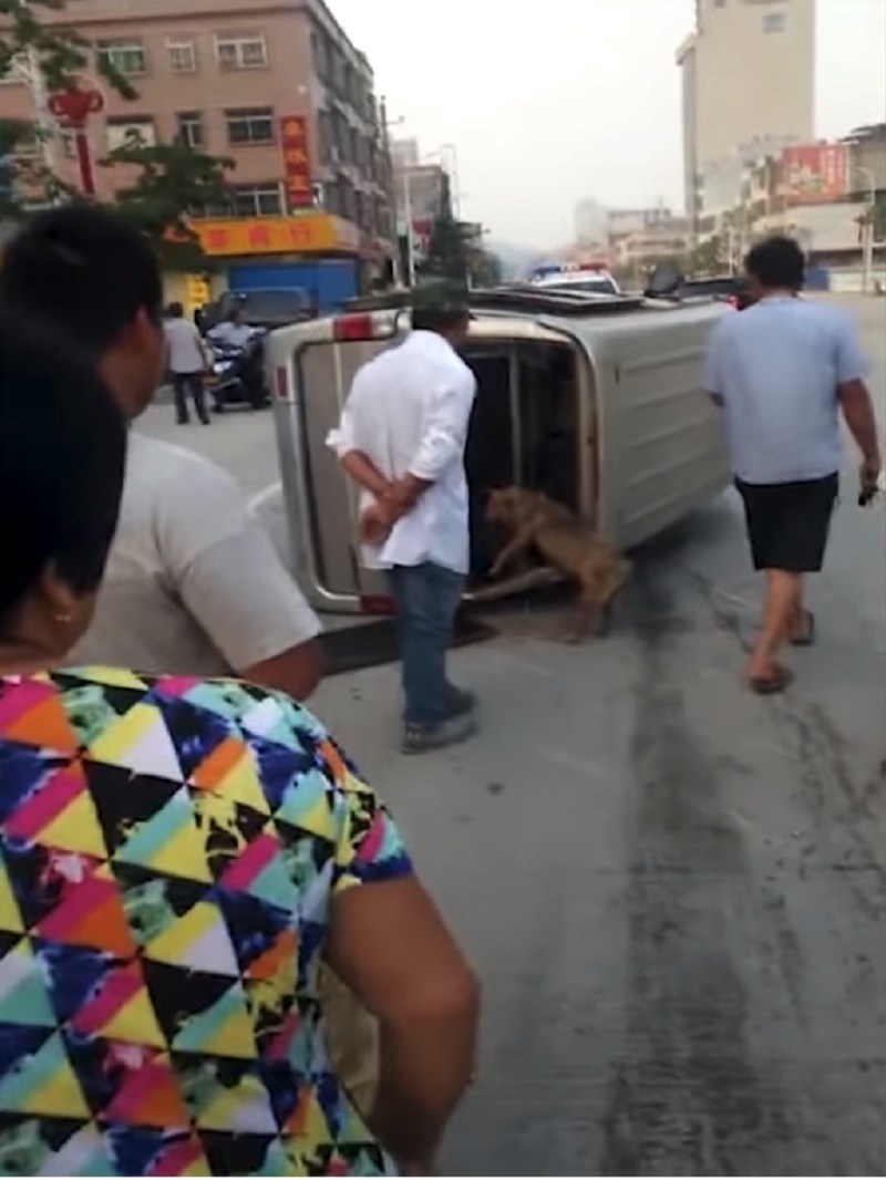 Pet Owner Fights Dog Thief With a Machete After Flipping His Van Over ...