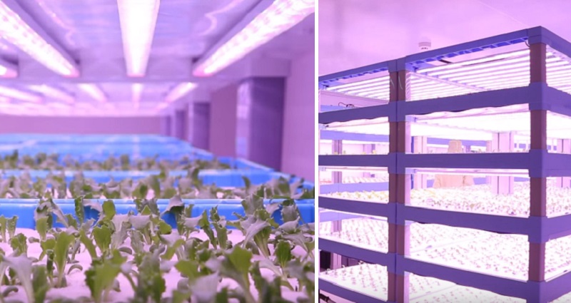 China Unveils High-Tech Indoor Farm That Can Feed 36,000 People