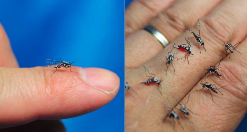 Japanese Artist's Life-Like Mosquitoes Are Made Completely Out of Paper