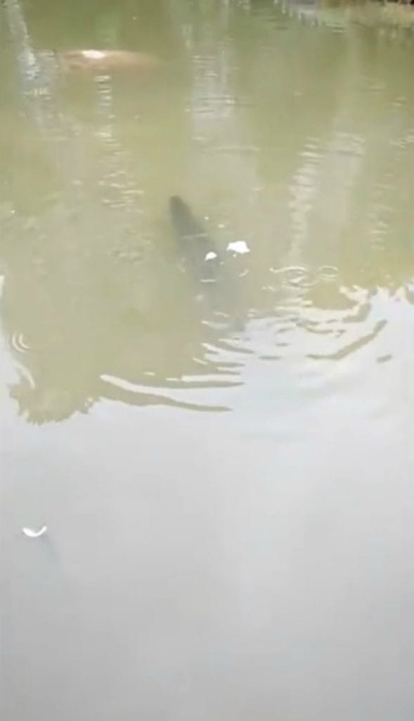 Young Girl Bitten by Terrifying Creature While Feeding Fish in a Pond ...