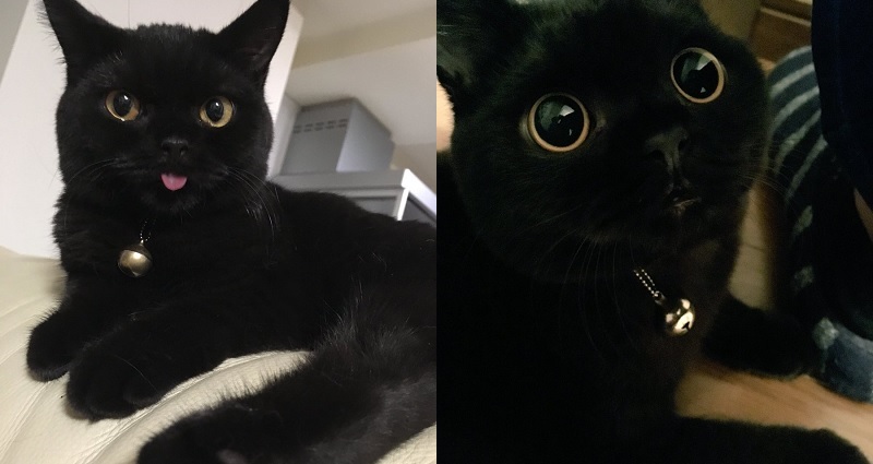 Cat from Japan With Giant Eyes Looks Like It's Straight Out of an Anime