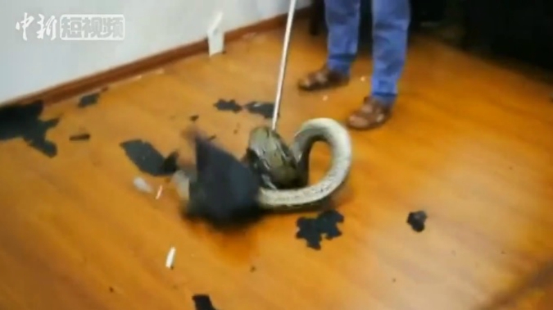 Python Caught on Camera Falling From Ceiling During Meeting at Bank in ...
