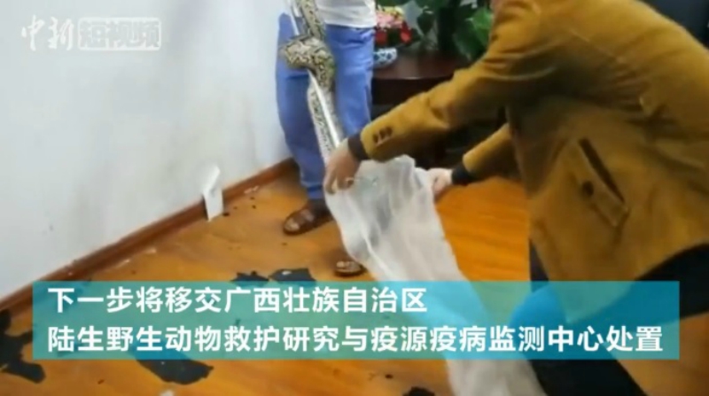 Python Caught on Camera Falling From Ceiling During Meeting at Bank in ...