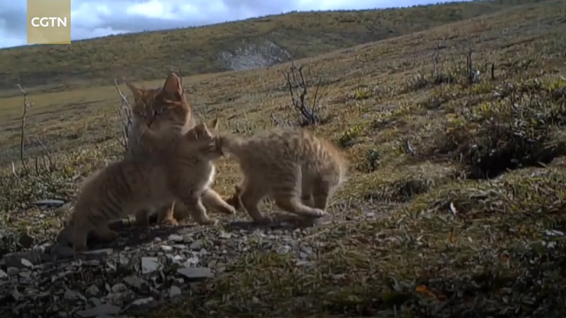 Chinese Mountain Cats in the Wild Caught on Video For the First Time ...