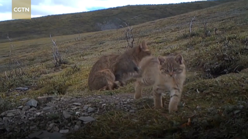 Chinese Mountain Cats in the Wild Caught on Video For the First Time ...