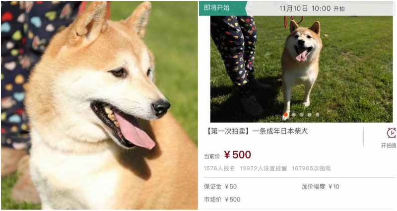 Shiba Inu Goes Viral After Being Put Up for Auction for $72 by Chinese ...