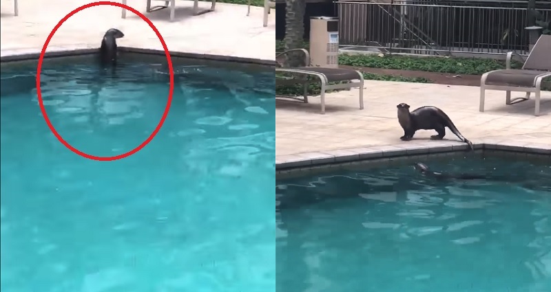 Adorable Wild Sea Otters Visit Swimming Pool Because Singapore is Epic ...