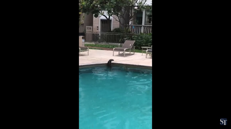 Adorable Wild Sea Otters Visit Swimming Pool Because Singapore is Epic ...