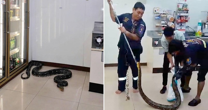 Massive Python Decides to Take a Nap in Front of Beer Fridge at 7 ...