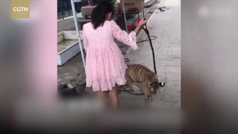 Zookeeper’s Daughter Takes Tiger Cub Out for Walks in China | NextShark.com