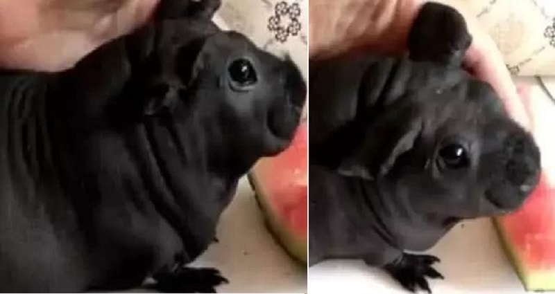 Man Purchases Cheap But Adorable 'Puppy,' Turns Out to Be a 'Bamboo Rat'