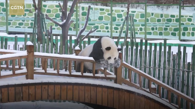 Pandas Lose Their Minds After Seeing Snow for the First Time in Viral ...