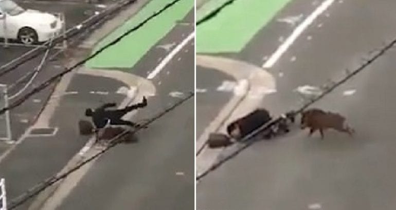 Japanese Man A‌tta‌‌cke‌d by a Wild Boar on His Way to Work | NextShark.com