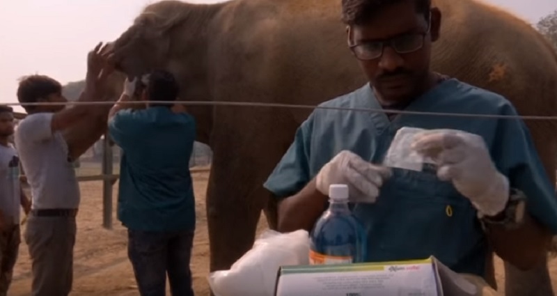 India's First Elephant Hospital Opens And People Are In Love With It