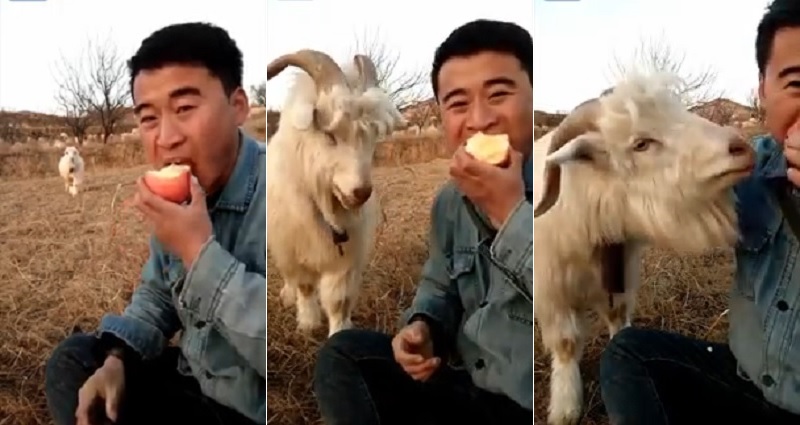 Hungry Goat Spared From Slaughter After Becoming Adorable Celebrity in ...