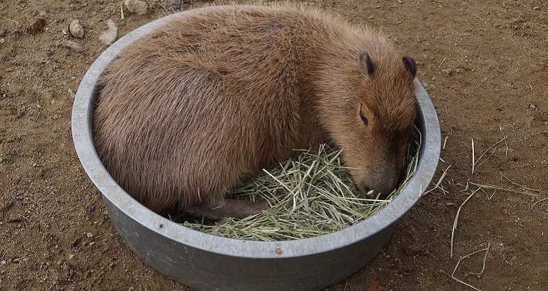 Japanese Zoo Remembers Beloved Capybara Killed in Vicious Fight With ...