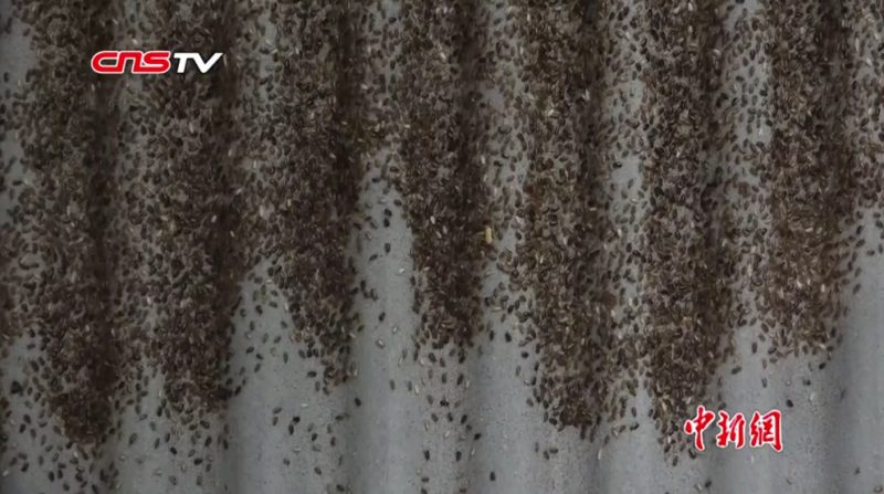 Chinese Factory Uses 1 Billion Cockroaches to Eat 55 Tons of Food Waste ...