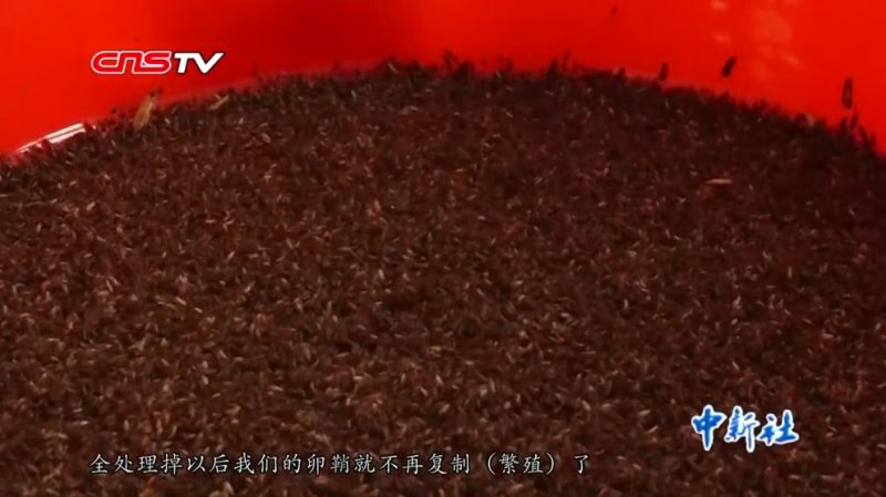 Chinese Factory Uses 1 Billion Cockroaches to Eat 55 Tons of Food Waste ...