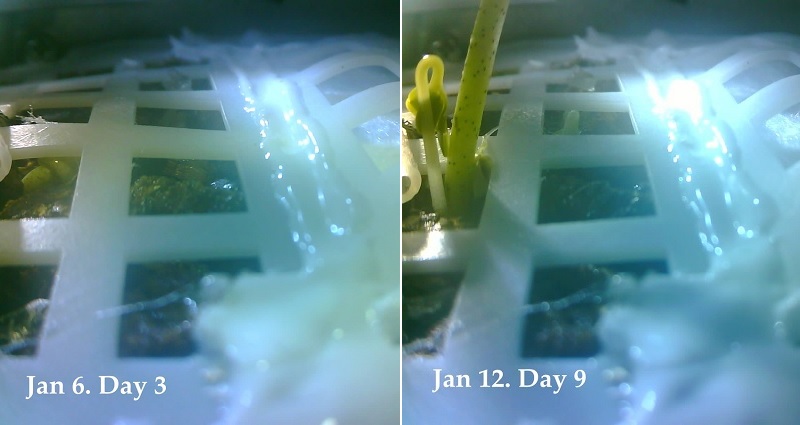 China’s Lunar Spacecraft Grows the Very First Plants on the Moon ...